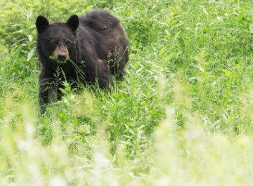 Canadian Fauna: Wildlife in Canada