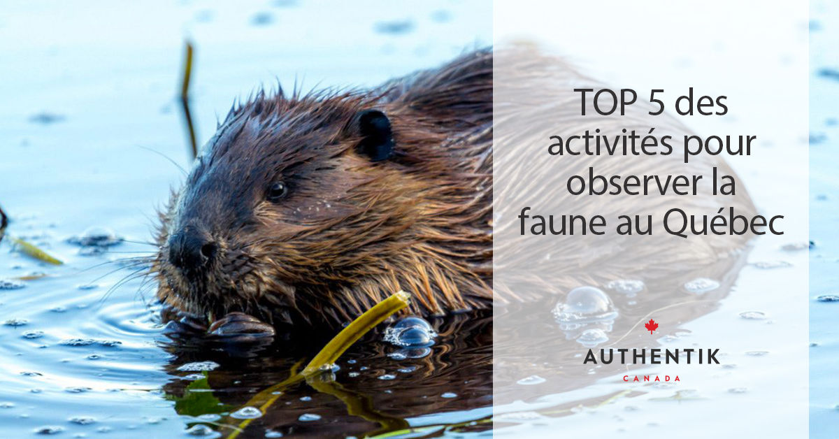 Les 5 meilleures activités pour observer la faune au Québec