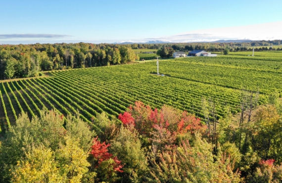 Top 5 des vignobles à visiter au Québec