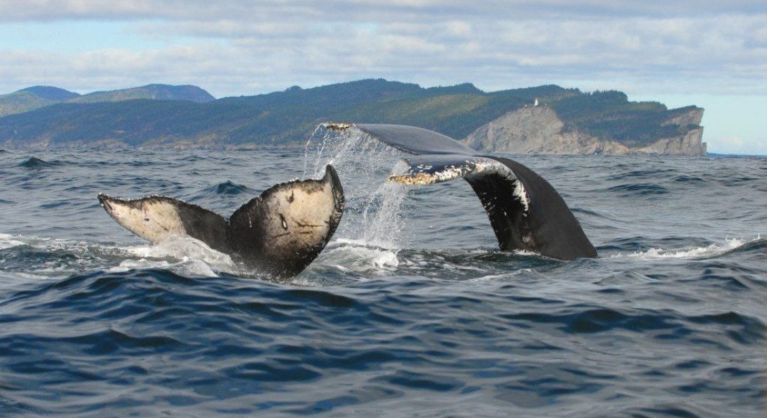 Top 5 Quebec whale watching cruises + tours | Authentik Canada