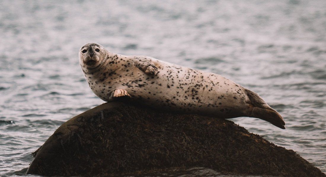 10 activités pour observer la faune au Québec | Blog Authentik