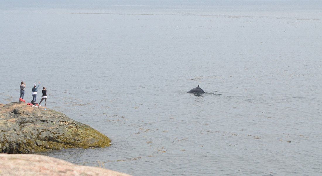 Top 5 des croisières aux baleines au Québec | Authentik Canada