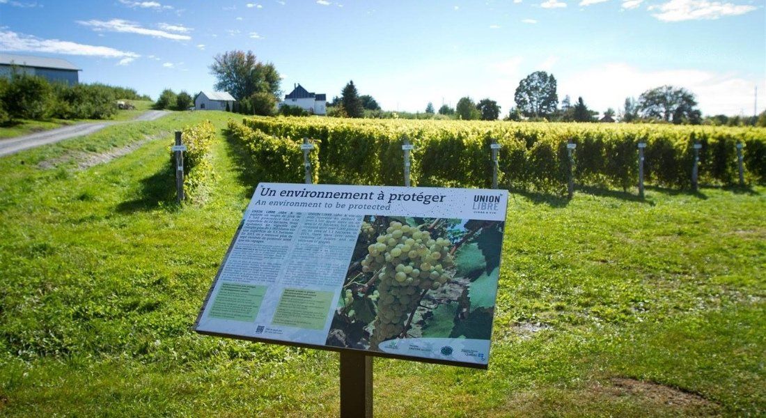Top 5 des vignobles à visiter au Québec