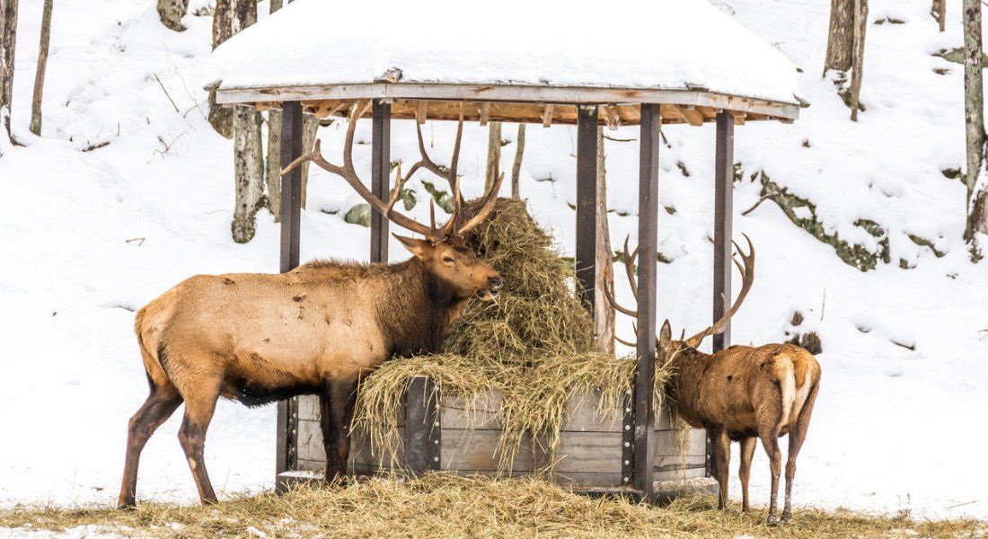Les 5 meilleures activités pour observer la faune au Québec