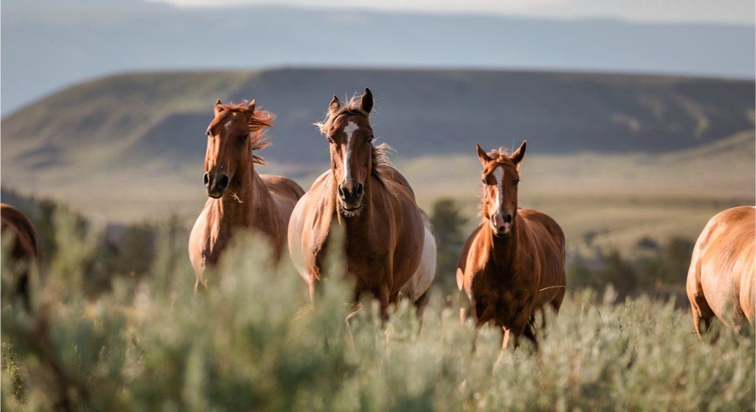 Top 6 des ranchs dans l'Ouest canadien