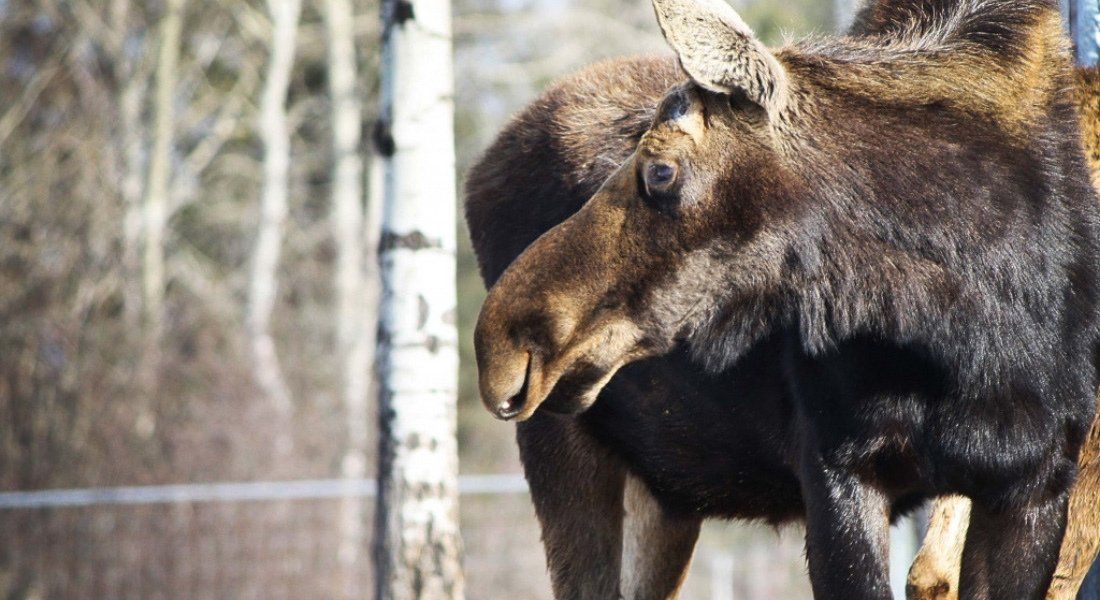 10 activités pour observer la faune au Québec | Blog Authentik