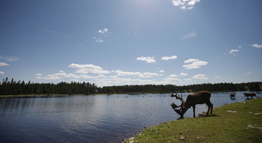 10 activités pour observer la faune au Québec | Blog Authentik