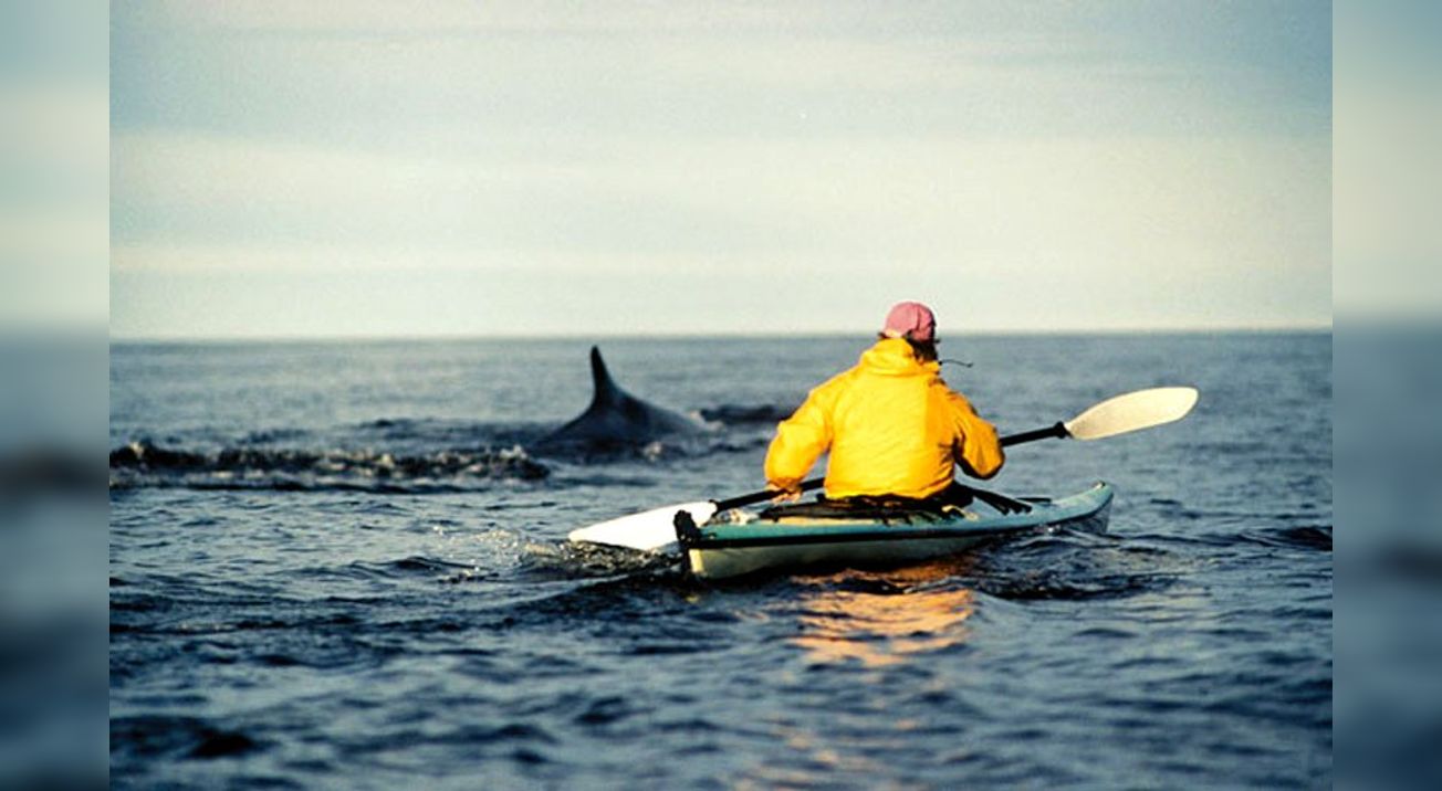 [ENGLISH TODO] Safari aux baleines en kayak de mer (Tadoussac, Québec ...