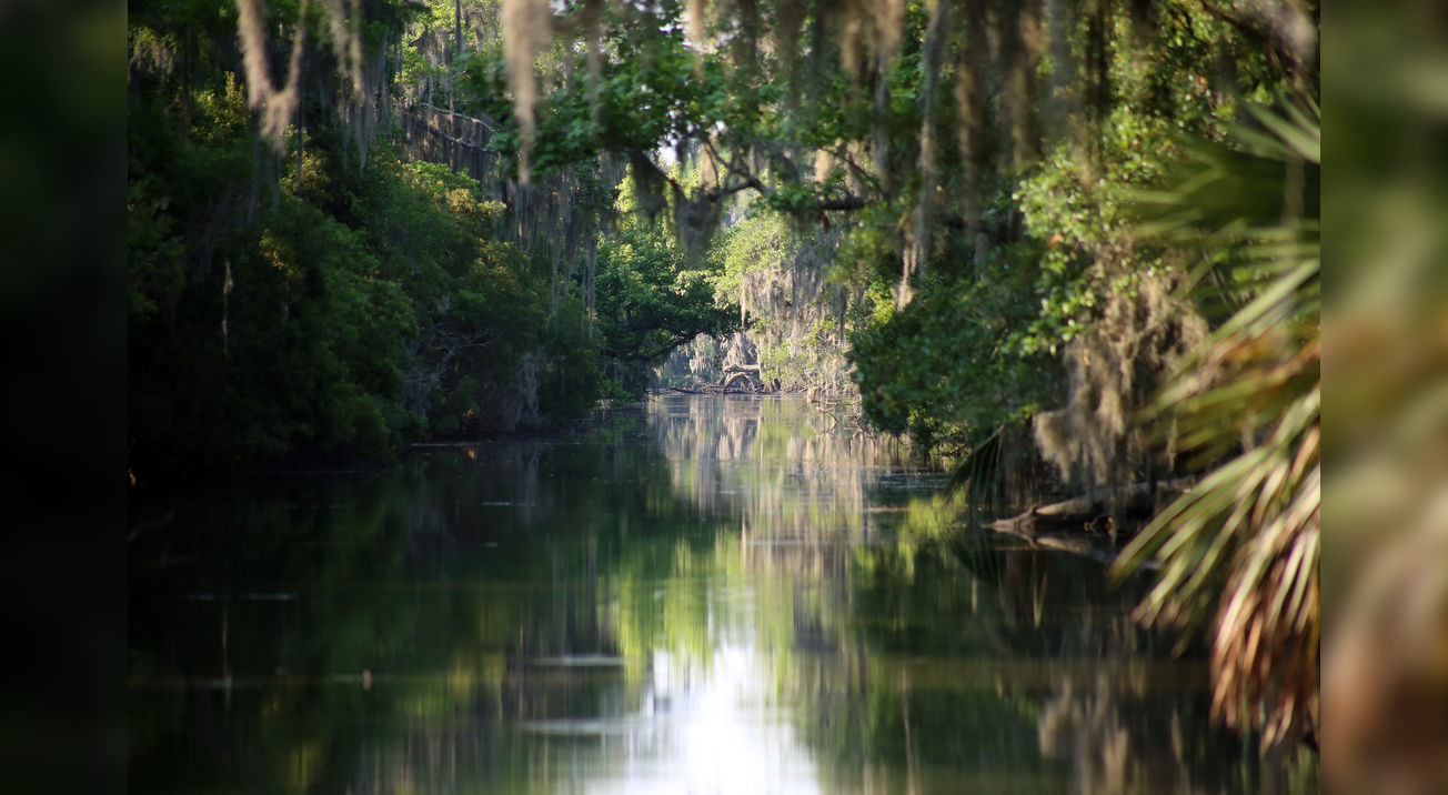 Airboat tour in the bayou - Louisiana : Photos and reviews