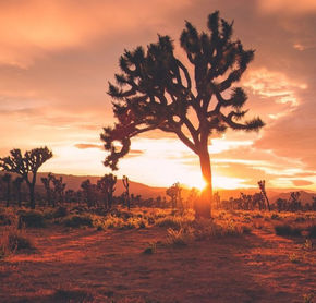 Joshua Tree Travel Guide 2025 | Free PDF book to print