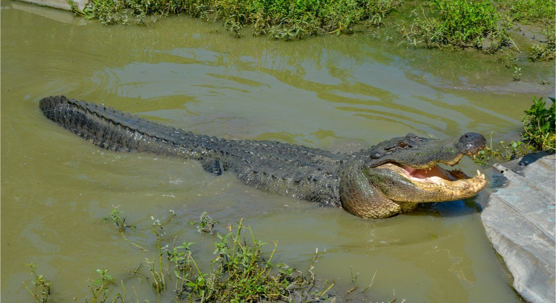 Top 5 alligator watching spots in Louisiana