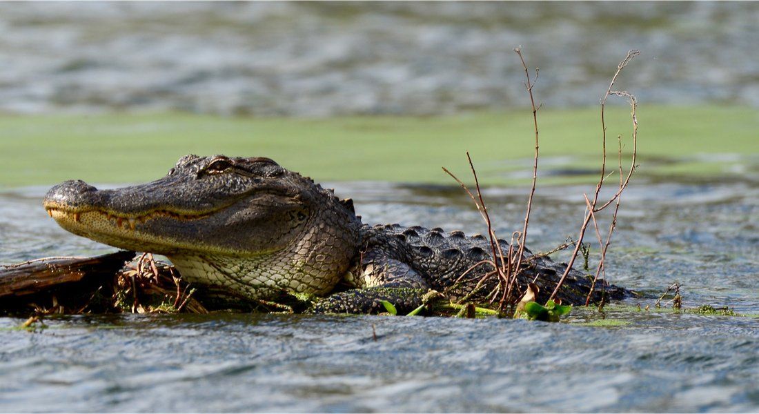 Top 5 alligator watching spots in Louisiana
