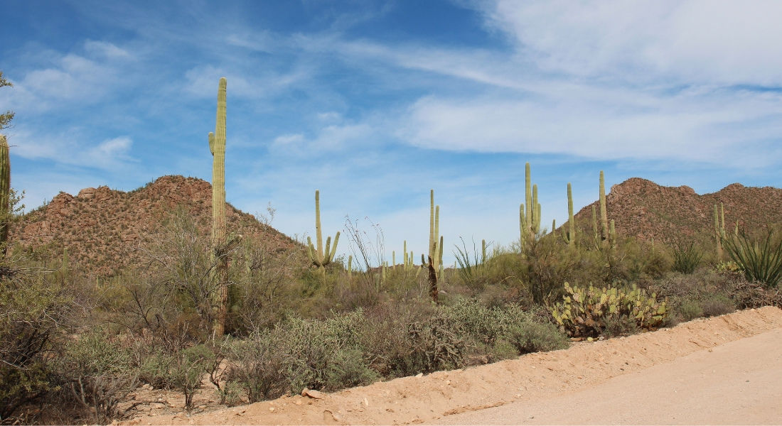 Saguaro National park : le guide ultime
