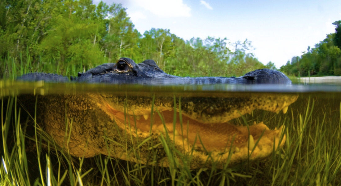 Les 5 meilleures activités pour découvrir la faune en Floride