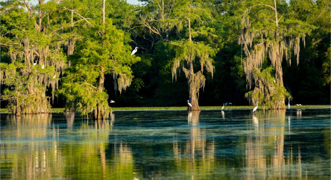 Top 5 alligator watching spots in Louisiana
