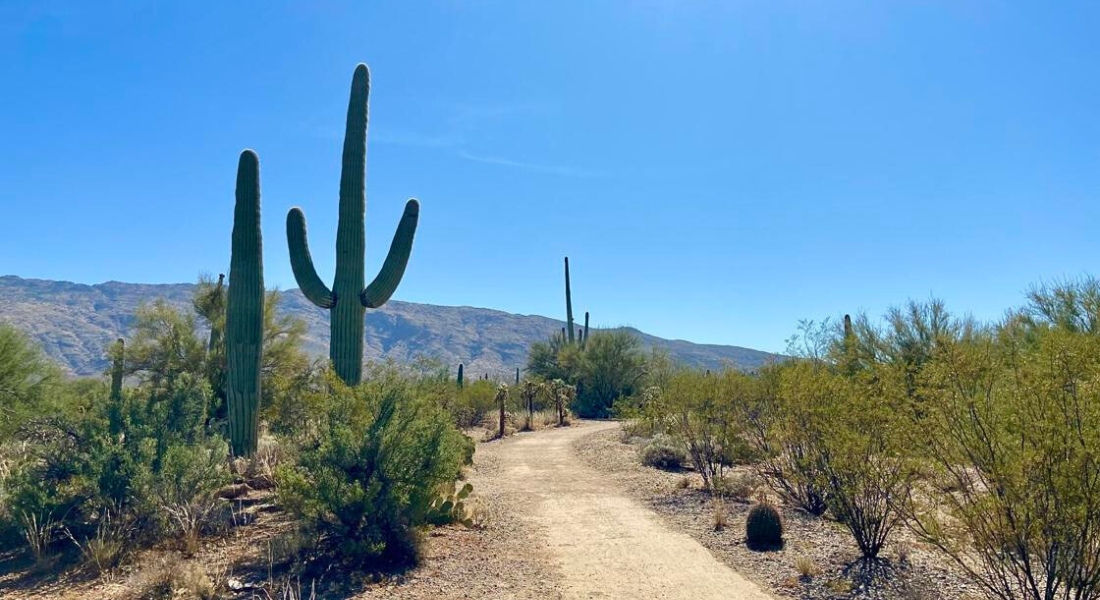 Saguaro National park : le guide ultime
