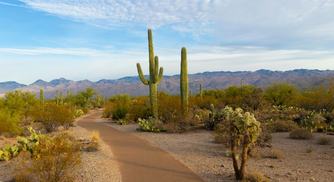 Saguaro National park : le guide ultime