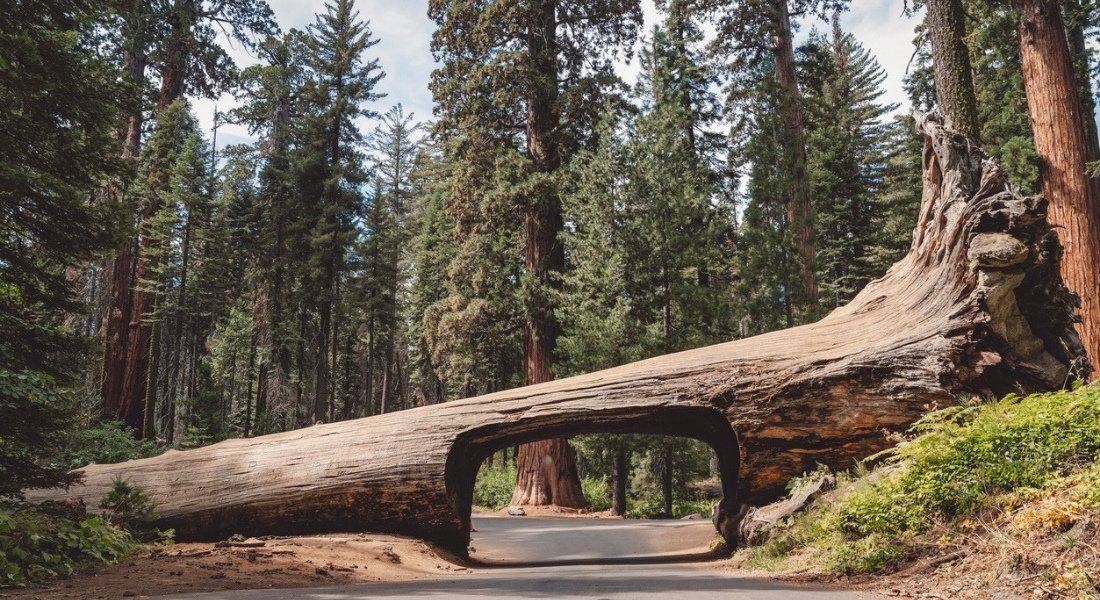 Kings Canyon en Californie : le guide ultime