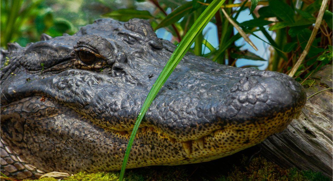 Top 5 alligator watching spots in Louisiana
